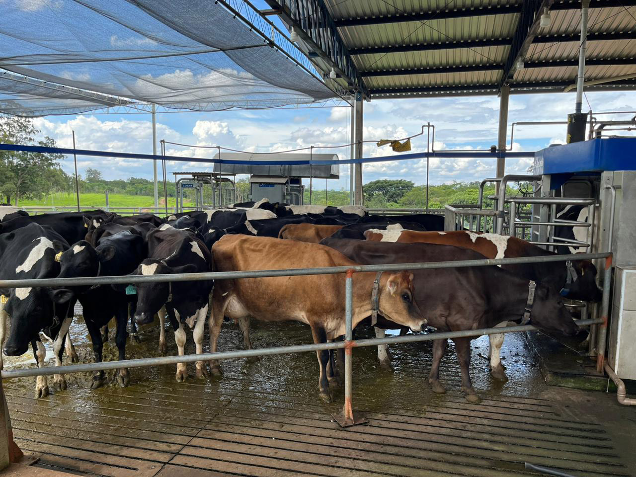 Empresas desenvolvem solução de rastreabilidade para pecuária